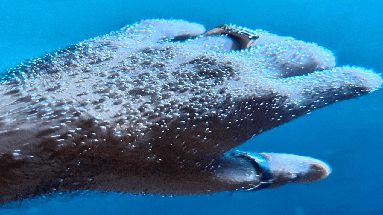 Oxygenated Pool Systems: Pros, Cons, and What You Need to Know - Shasta ...